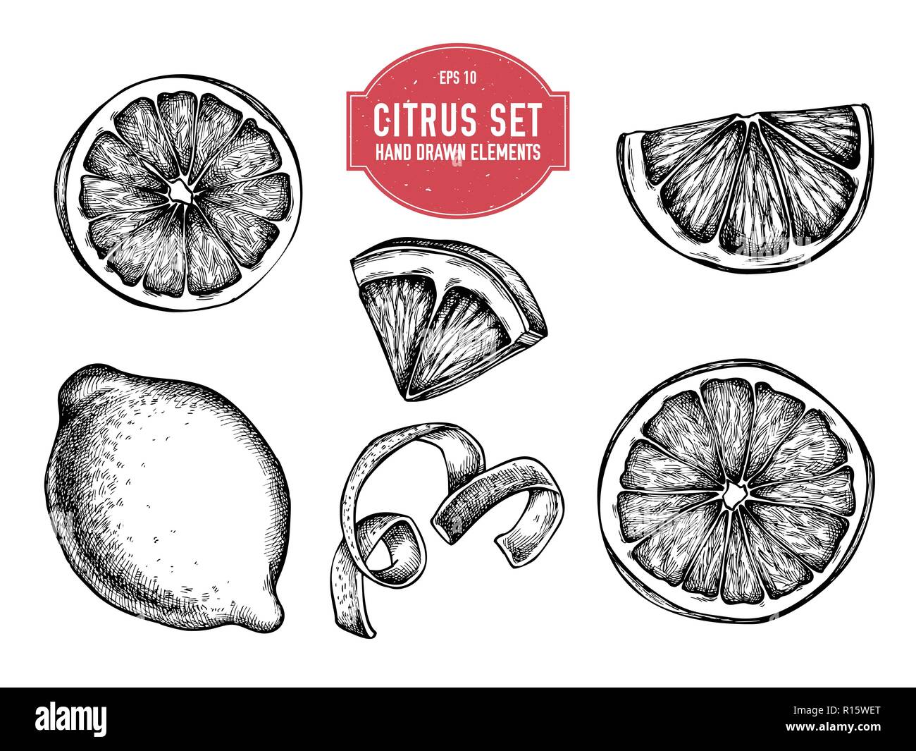 Vector collection of hand drawn citrus Stock Vector Image & Art - Alamy