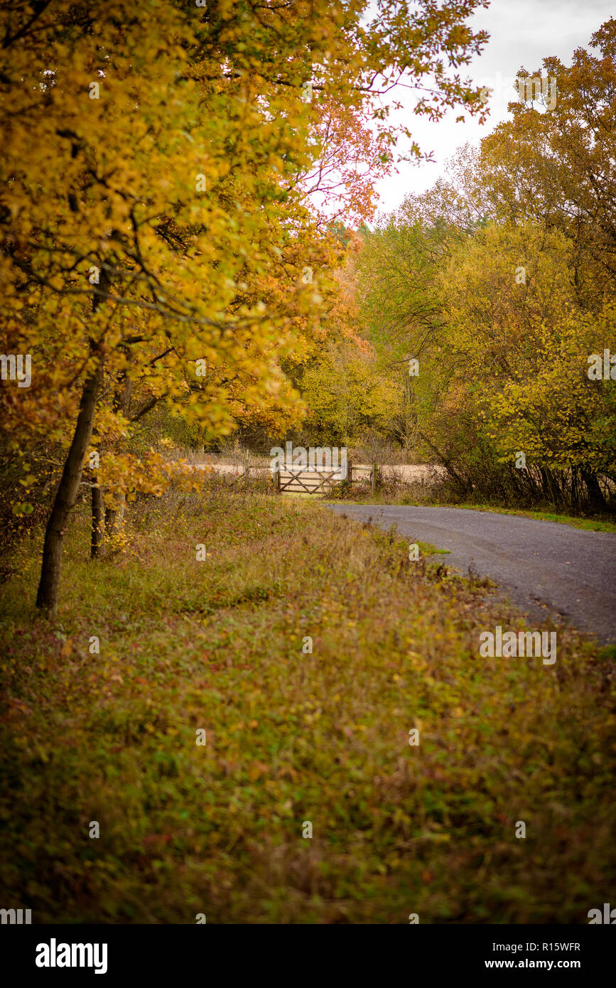 Tree lined trail/footpath, Woodland, UK Stock Photo - Alamy
