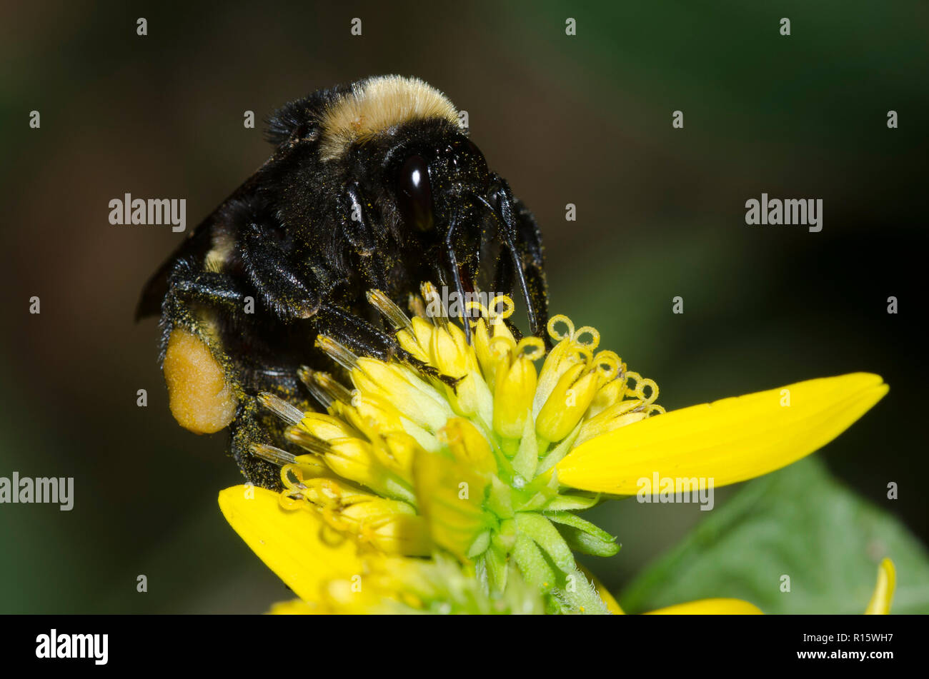 Bumble Bee, Bombus sp., foraging on yellow composite flower Stock Photo ...