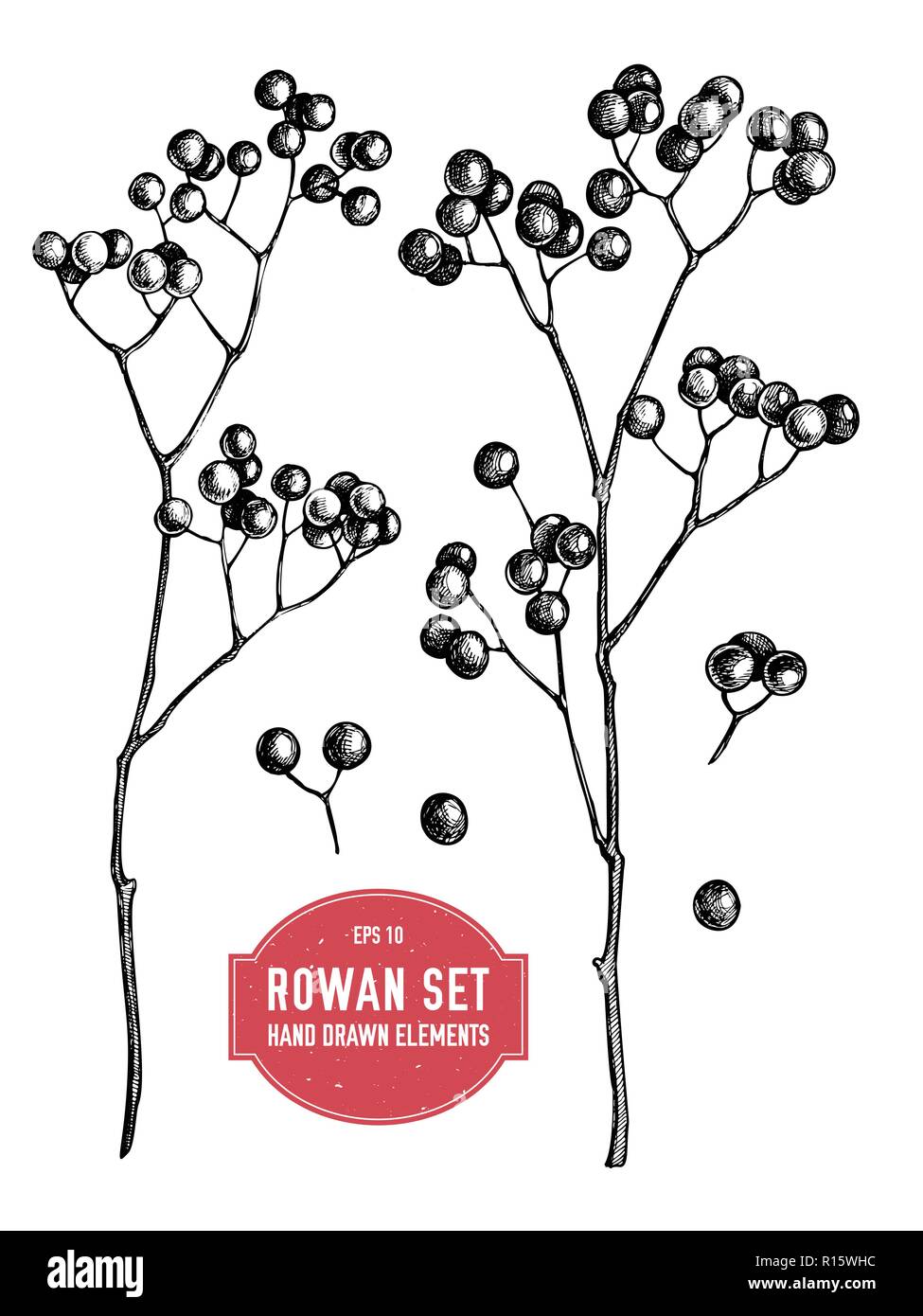 Vector collection of hand drawn rowans Stock Vector Image & Art - Alamy