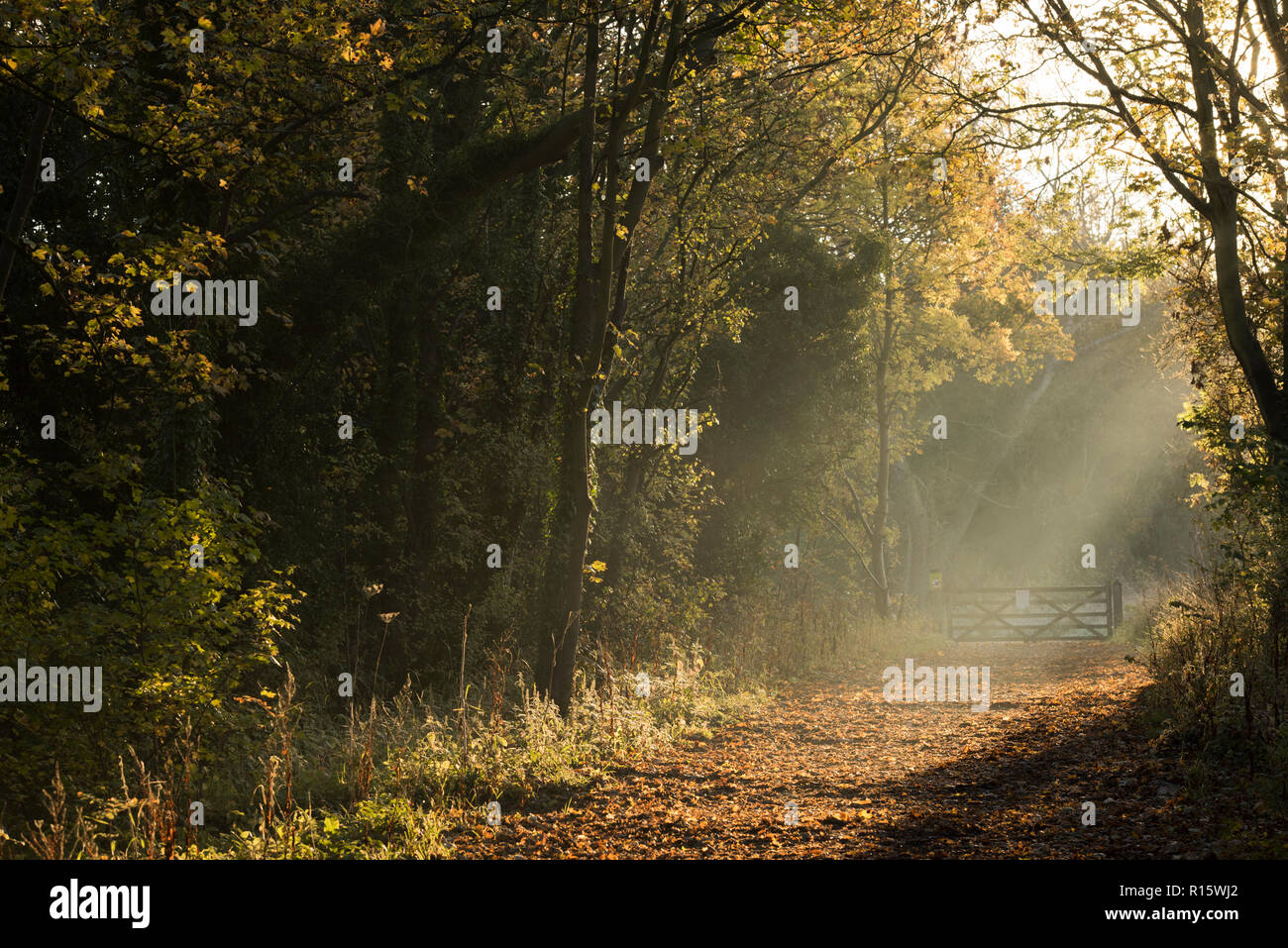 Tree lined path basking in golden autumn light at Colwick Country Park ...