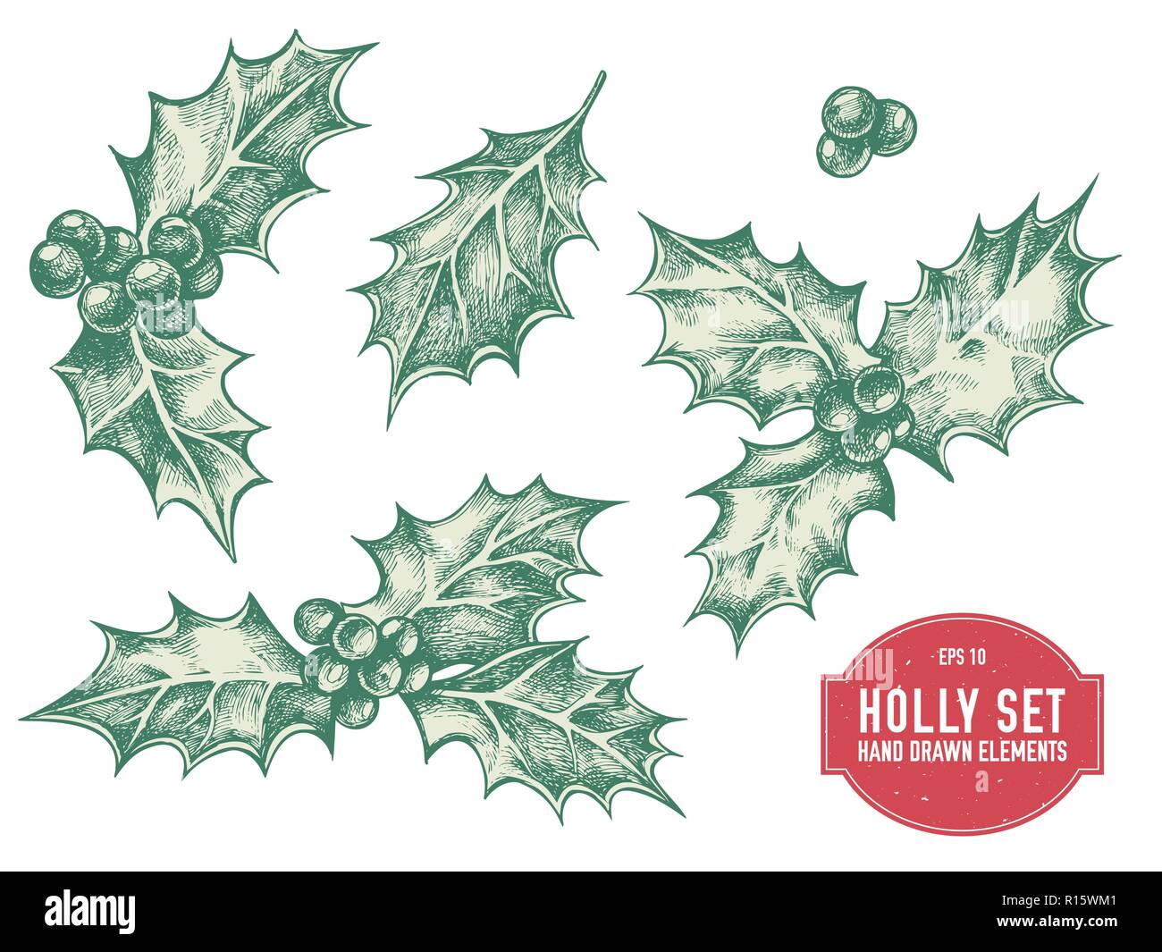 Vector collection of hand drawn holly Stock Vector Image & Art - Alamy