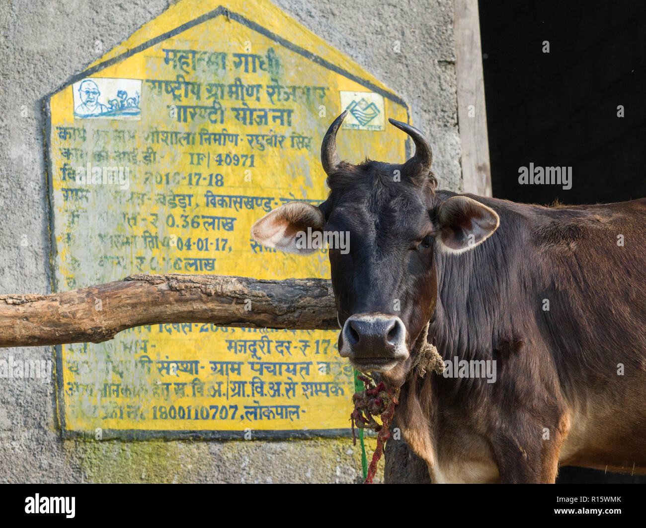 Gaushala hi-res stock photography and images - Alamy