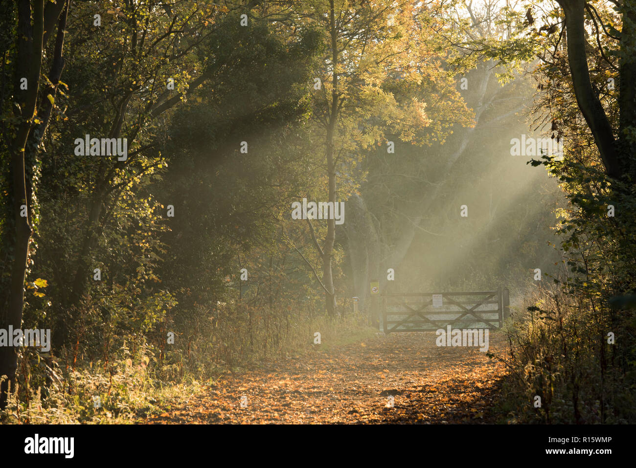 Tree lined path basking in golden autumn light at Colwick Country Park ...