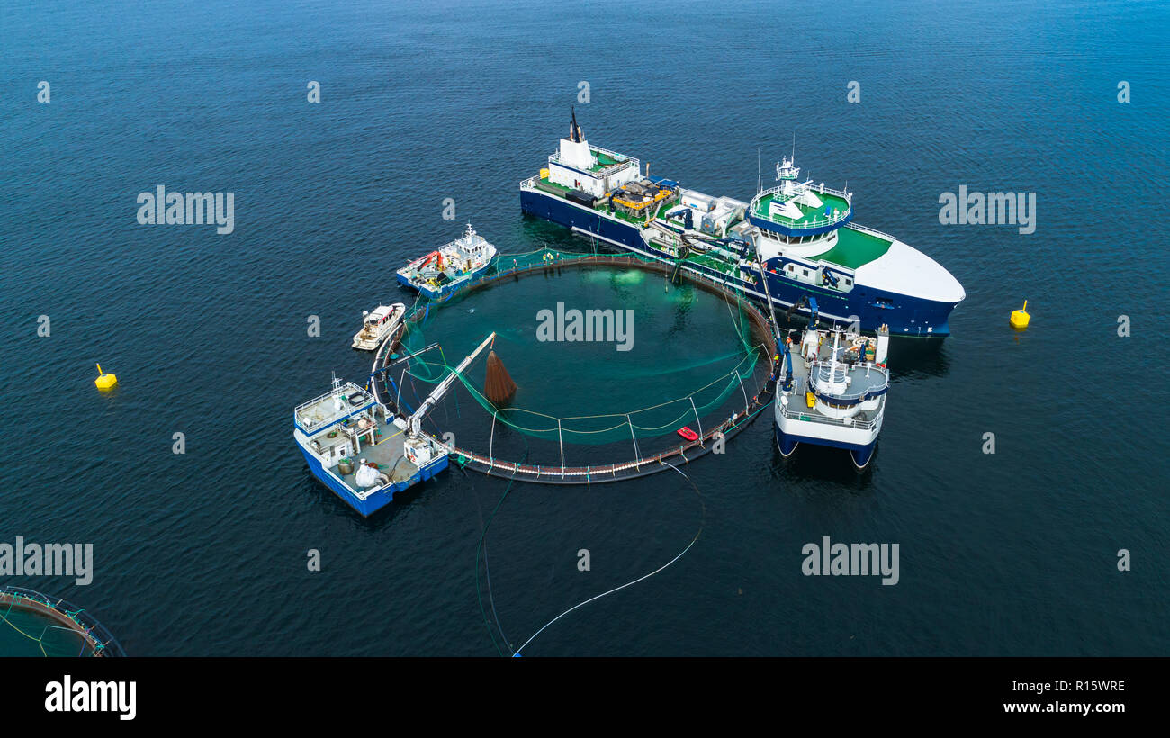Norwegian salmon farming hi-res stock photography and images - Alamy