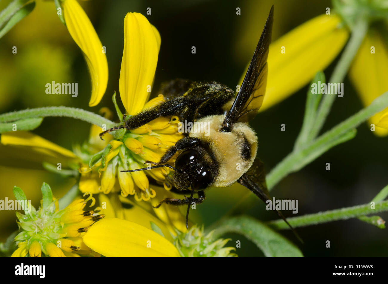 Bumble bee foraging hi-res stock photography and images - Alamy