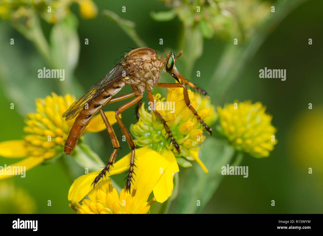 Yellow robber fly with prey hi-res stock photography and images - Alamy