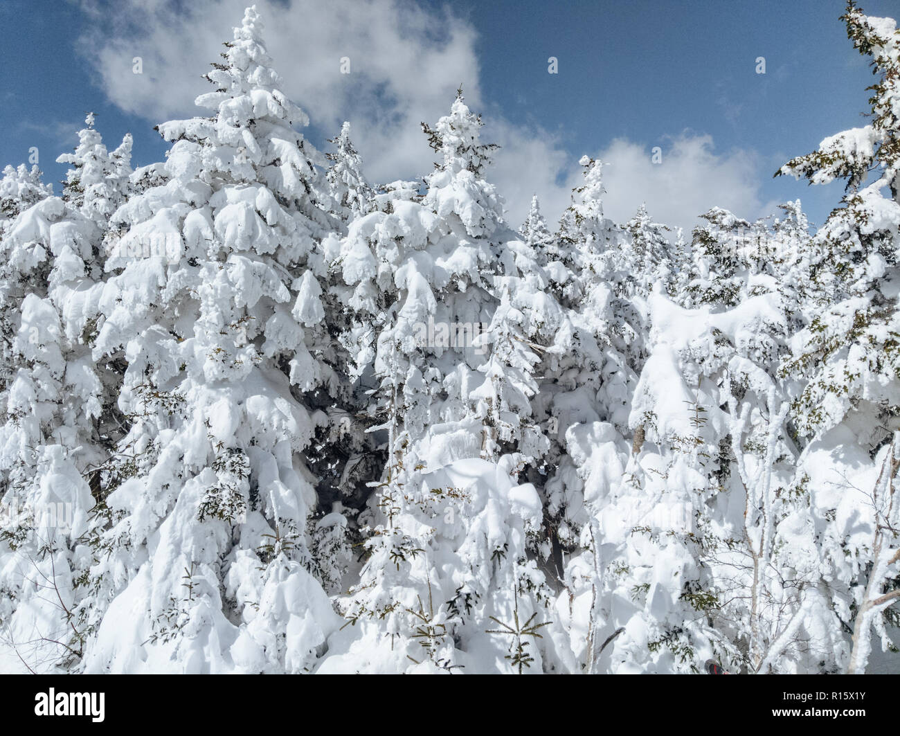 Fresh snow covers alpine trees Stock Photo - Alamy