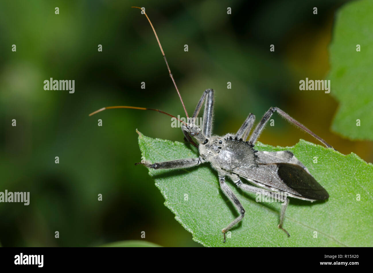 Wheel Bug, Arilus cristatus Stock Photo - Alamy