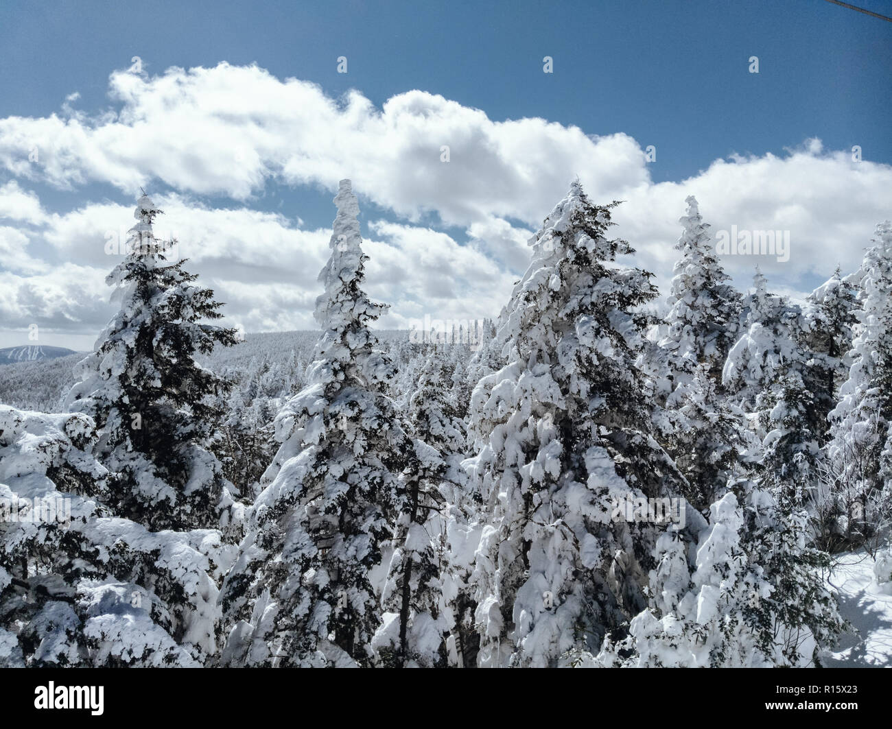 Fresh snow covers alpine trees Stock Photo - Alamy