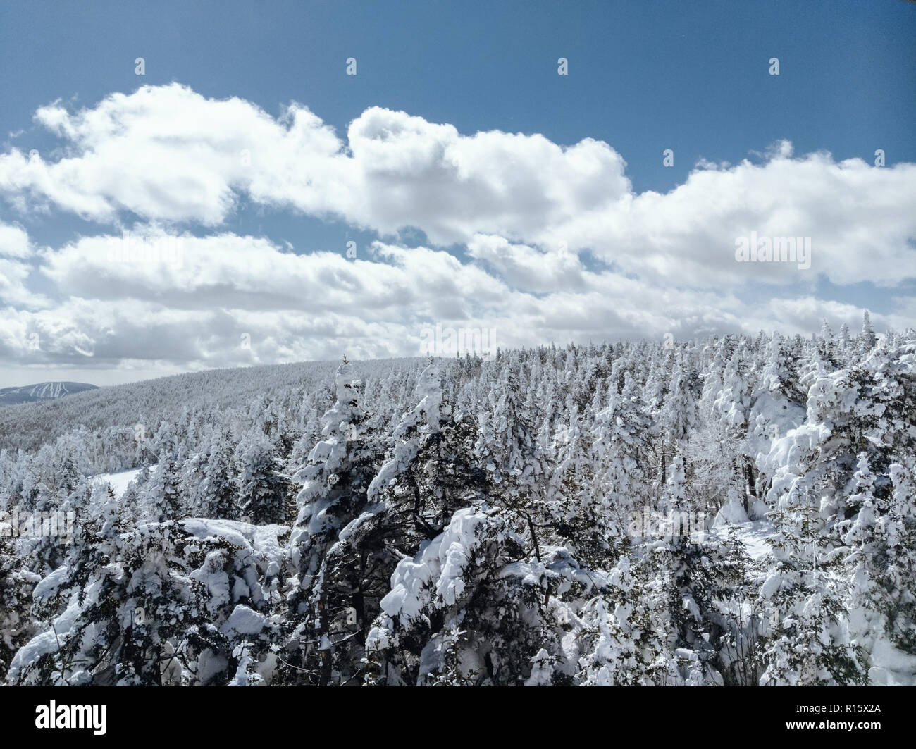 Alpine trees hi-res stock photography and images - Alamy