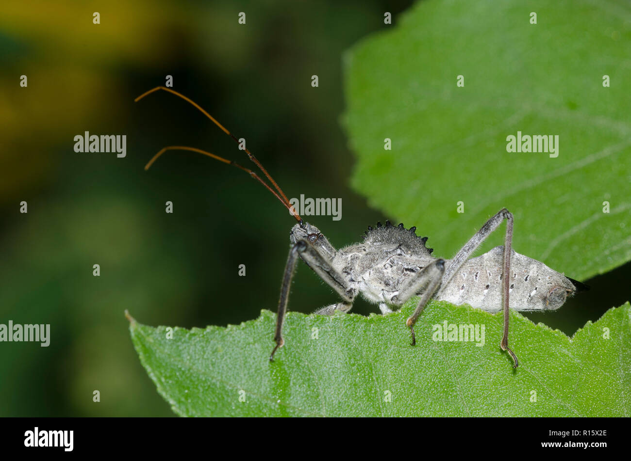 Wheel Bug, Arilus cristatus Stock Photo - Alamy