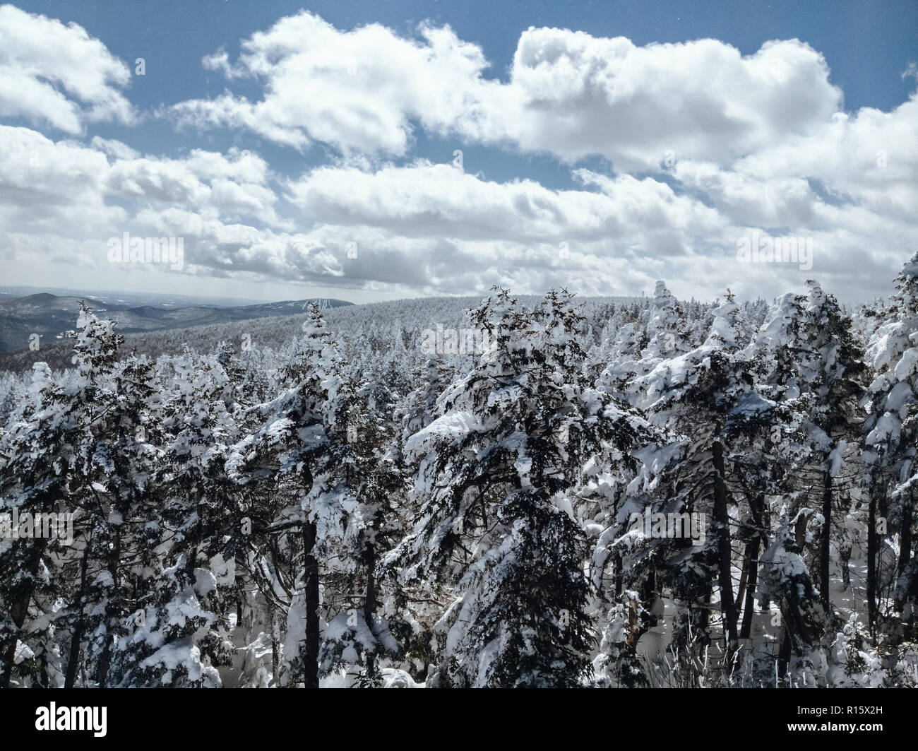 Fresh snow covers alpine trees Stock Photo - Alamy