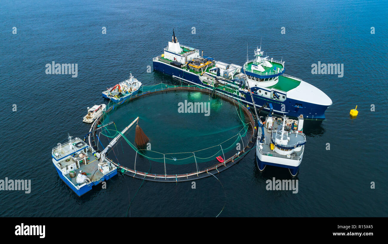 Salmon fish farm in fjord. Norway, Bergen Stock Photo - Alamy