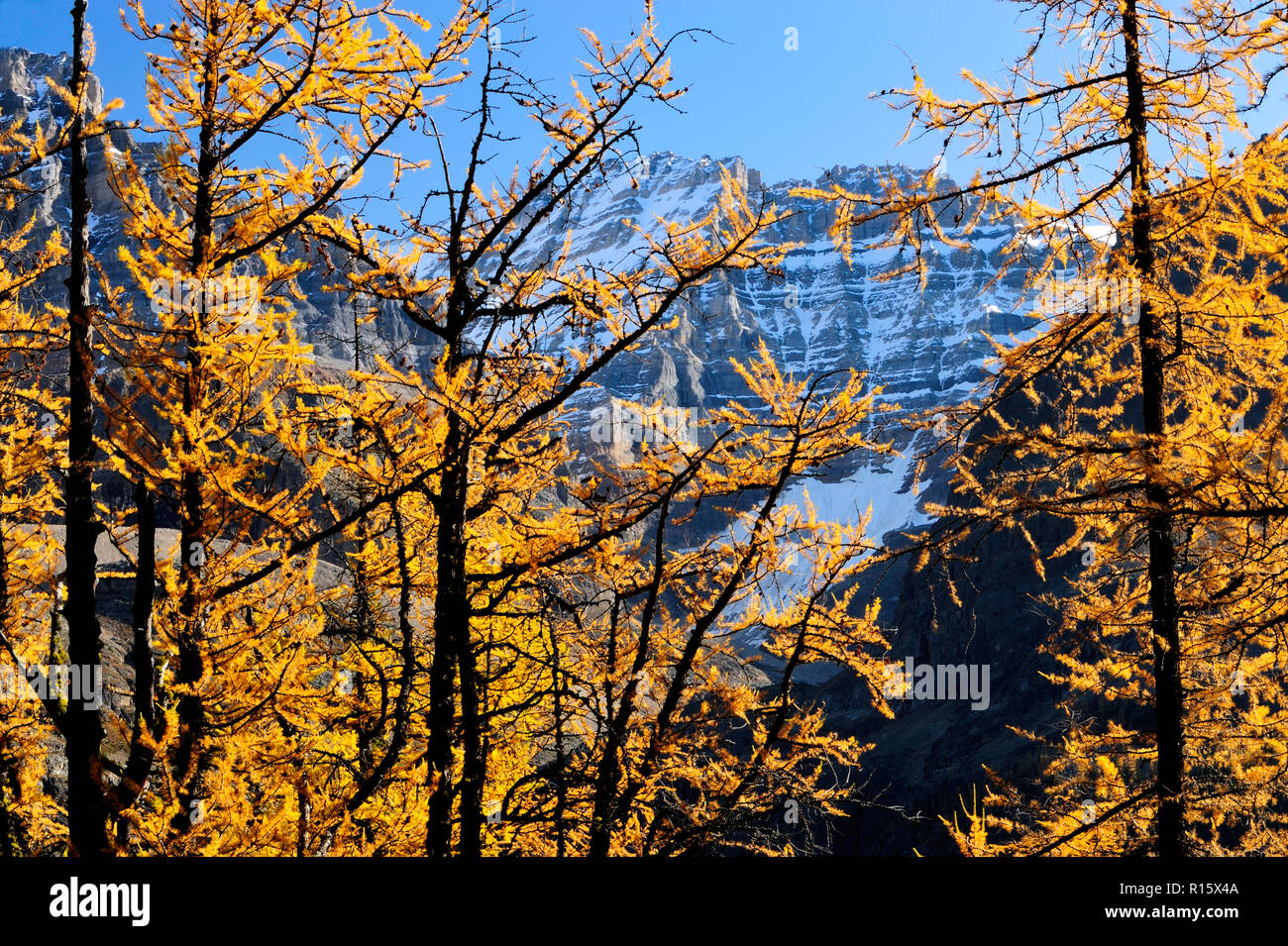 Western larches (Larix occidentalis) in autumn colour with Mt. Lefroy ...
