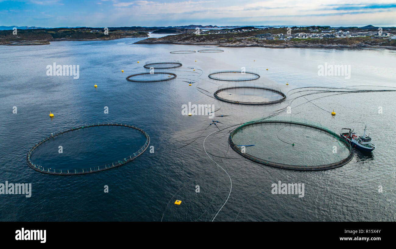 Salmon fish farm in fjord. Norway, Bergen Stock Photo - Alamy