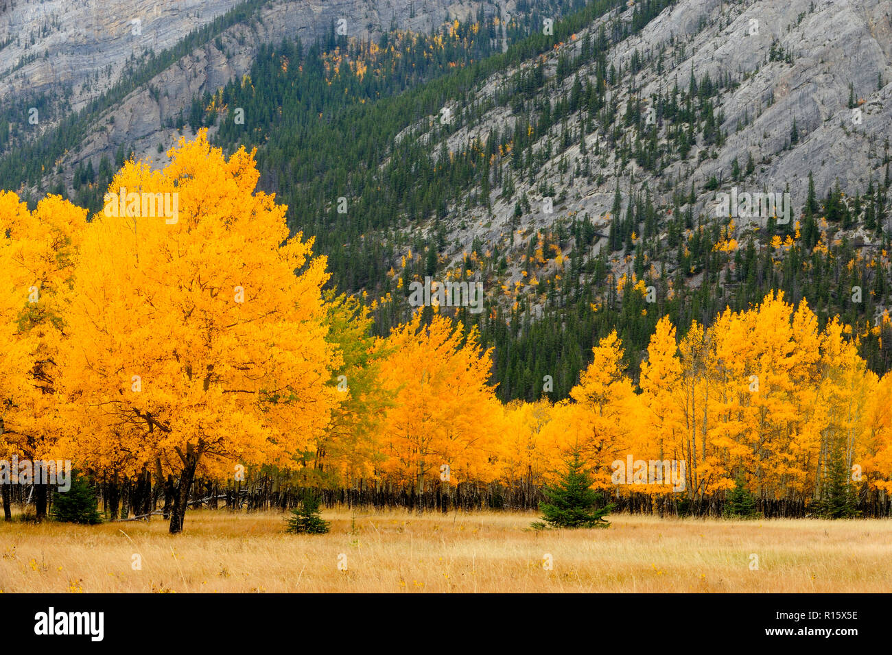 Autumn aspens in meadow below Cascade Mountain, Banff National Park ...