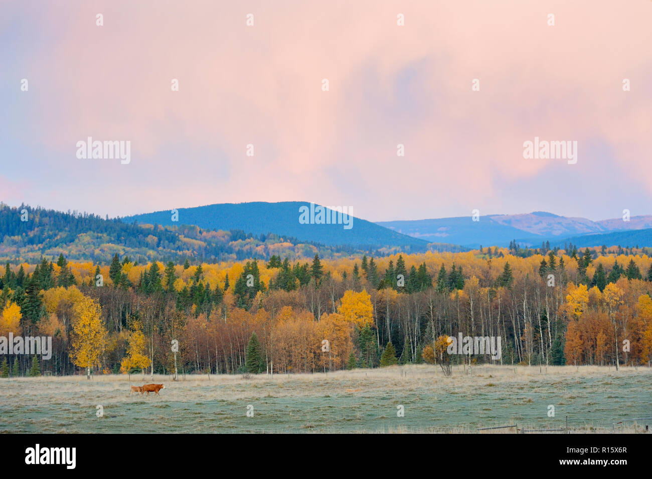 Sundre alberta hi-res stock photography and images - Alamy