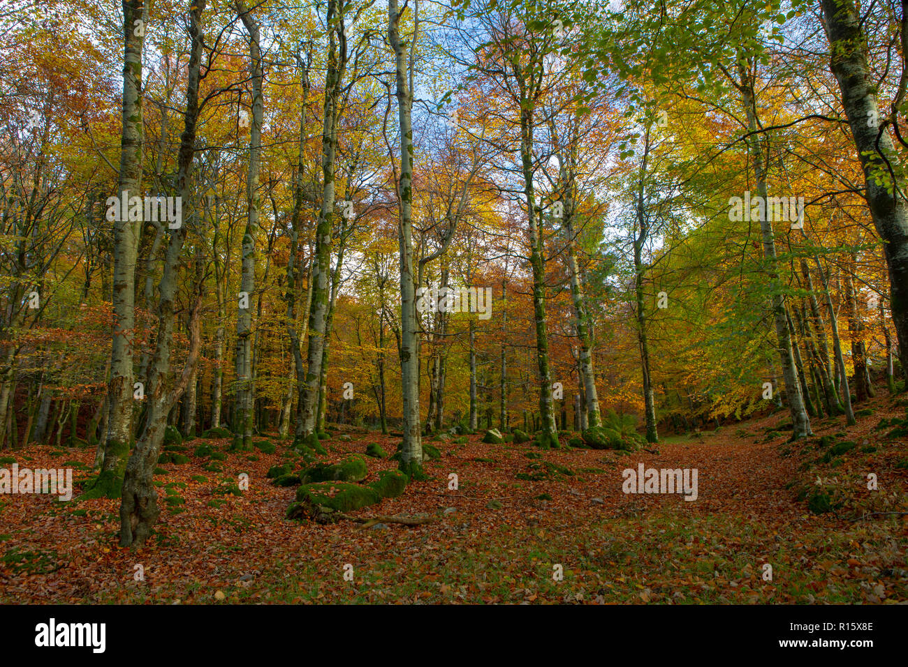 Autumn trees ireland hi-res stock photography and images - Alamy