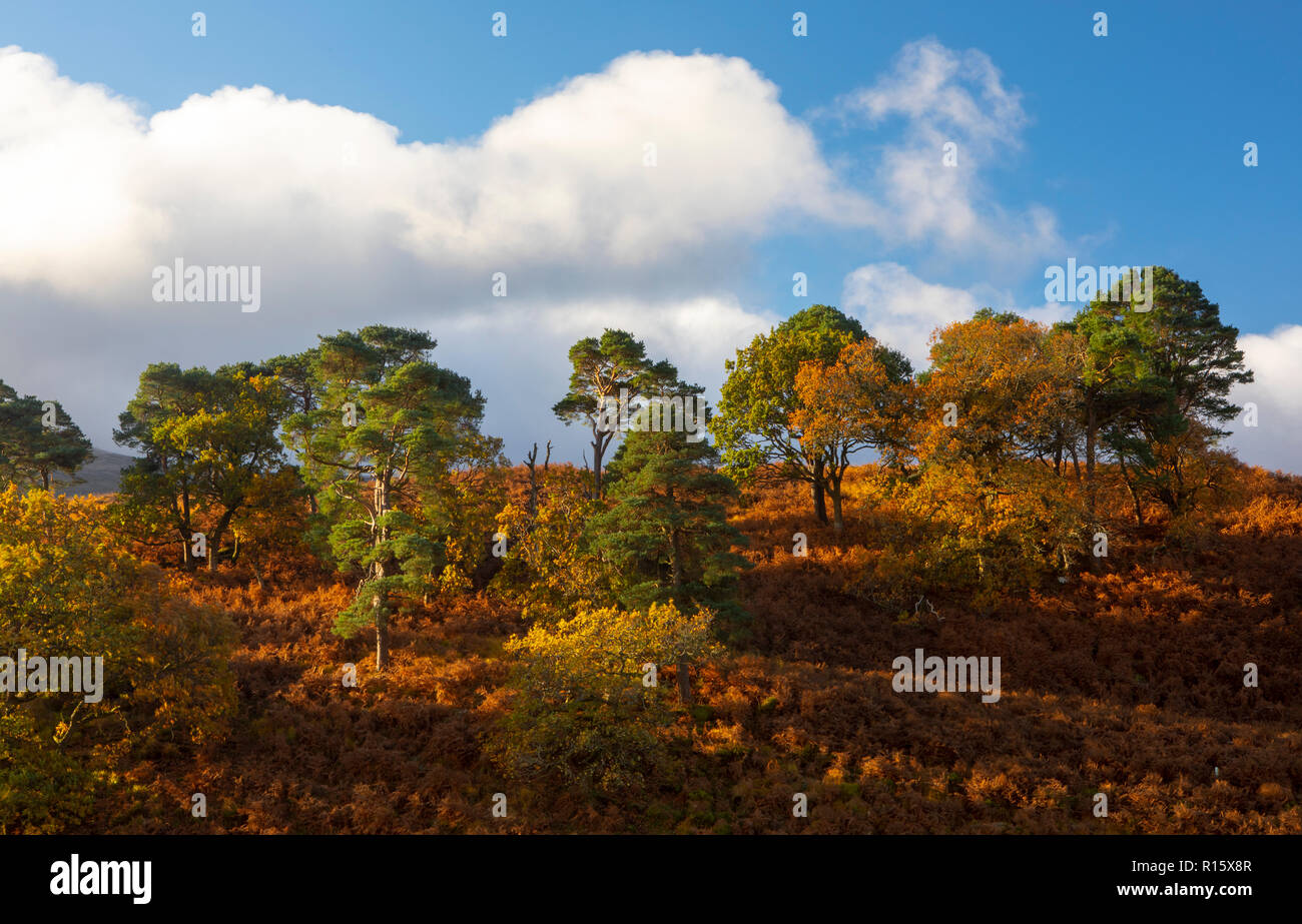 Autumn trees ireland hi-res stock photography and images - Alamy