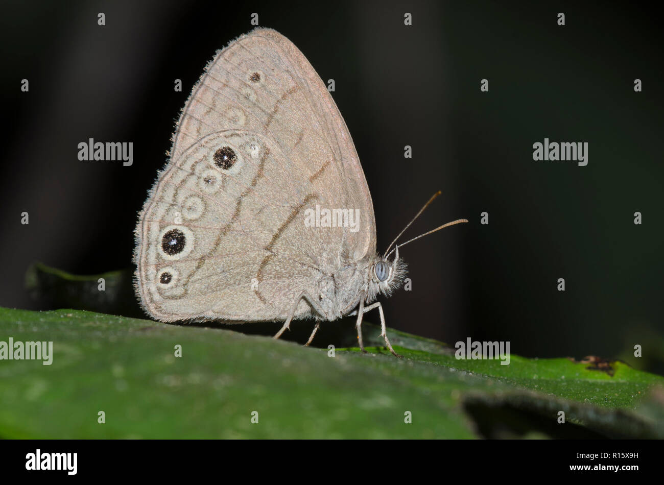 Carolina Satyr, Hermeuptychia sosybius Stock Photo - Alamy