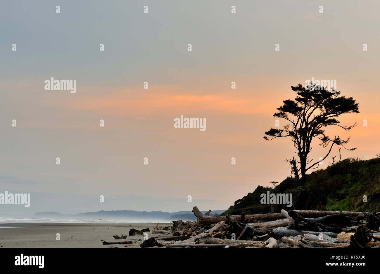 Sitka spruce silhouettes hi-res stock photography and images - Alamy