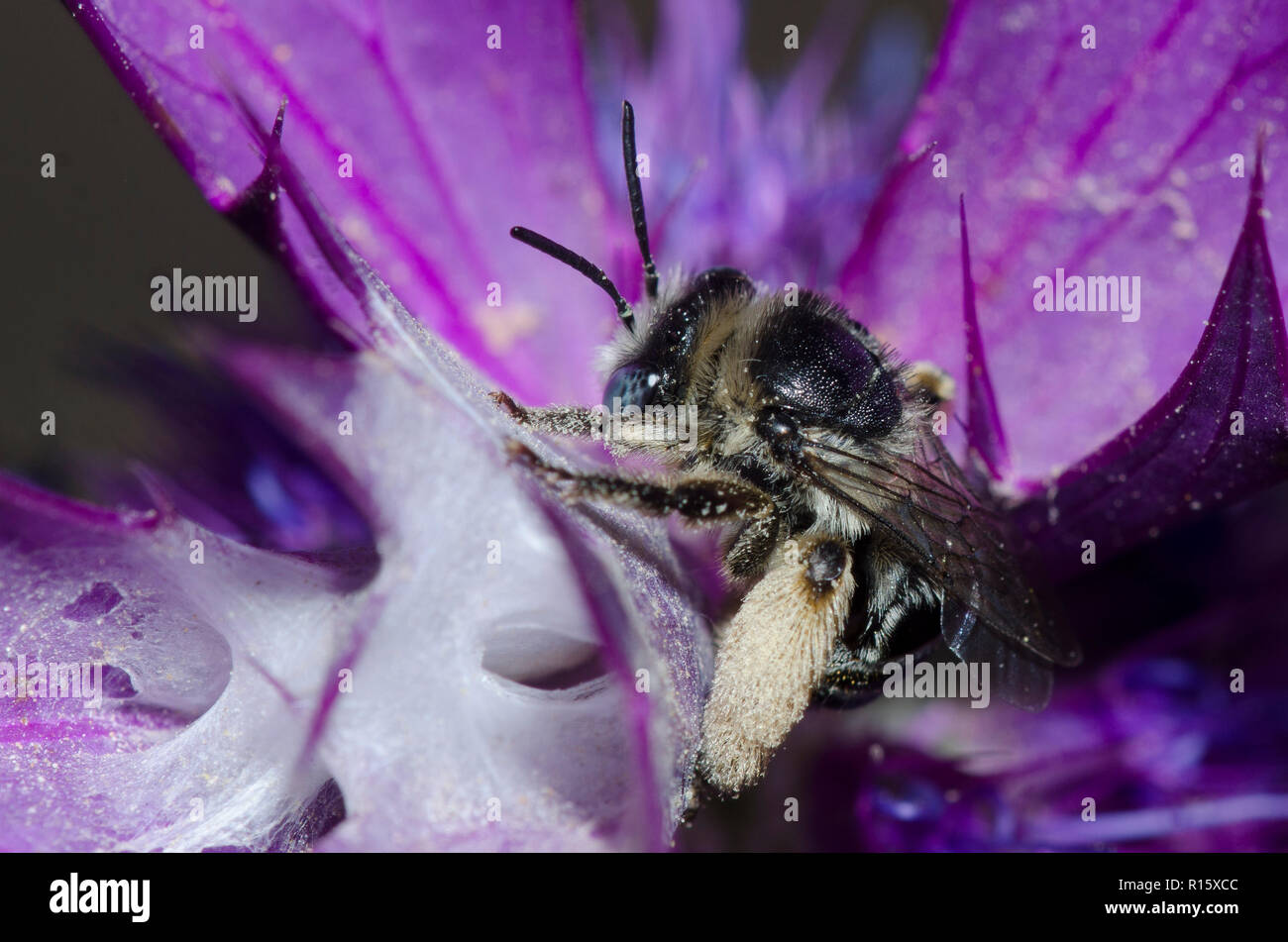 Long horned bee hi-res stock photography and images - Alamy