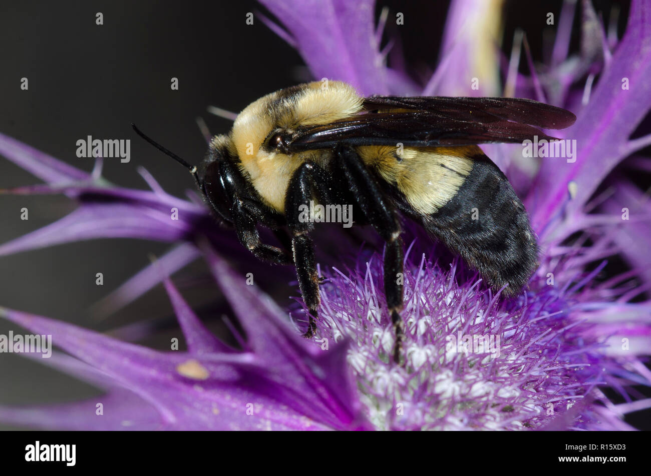 Bombus fraternus hi-res stock photography and images - Alamy