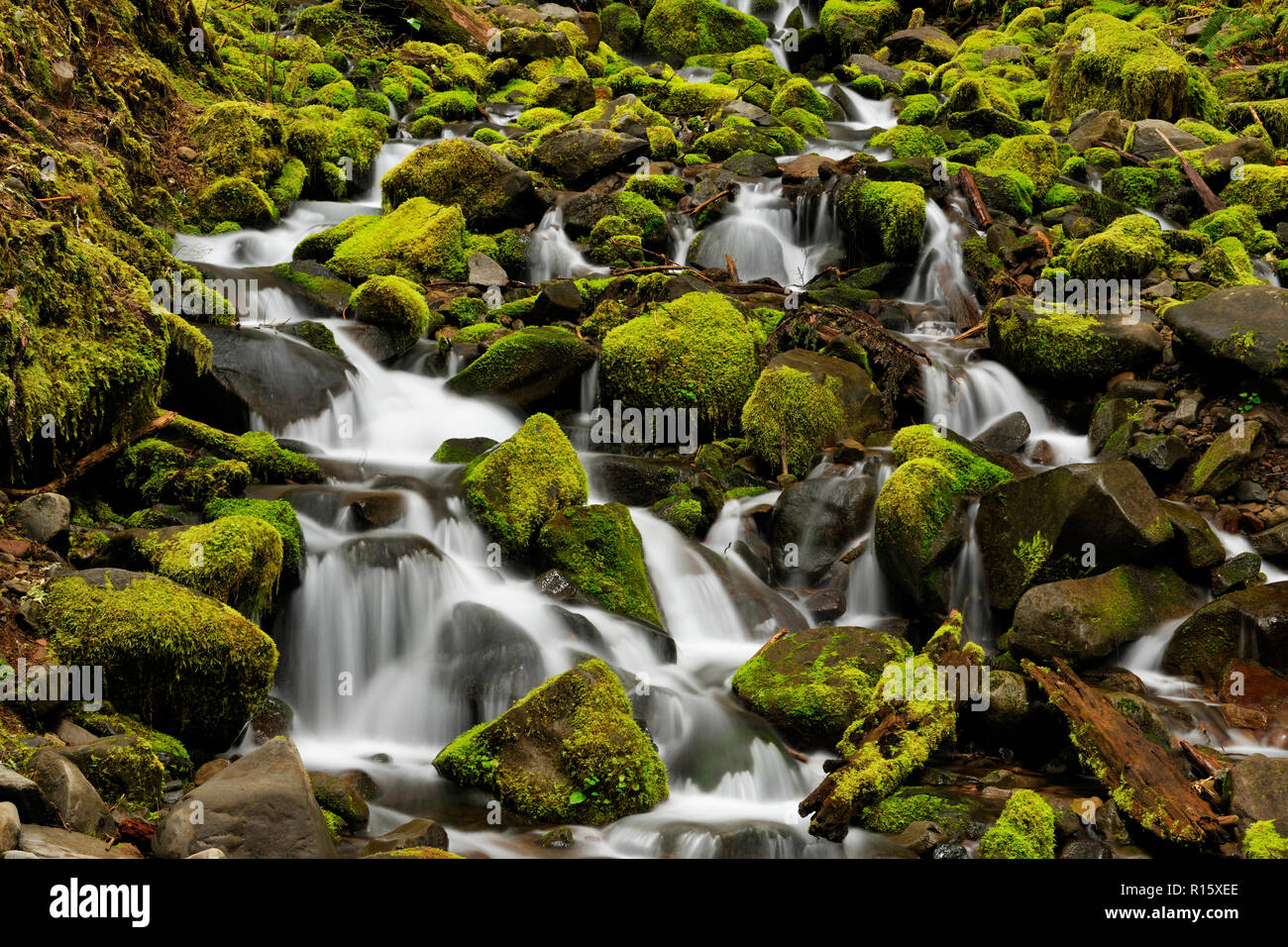 Waterfalls and mossy cascades in a stream along the trail to Sol Duc ...
