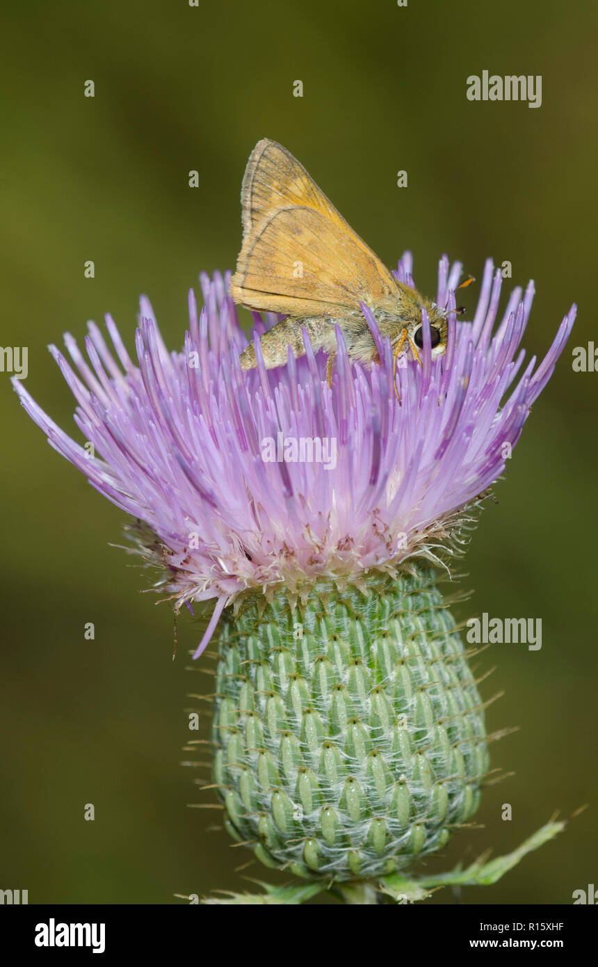 Cirsium sp hi-res stock photography and images - Alamy
