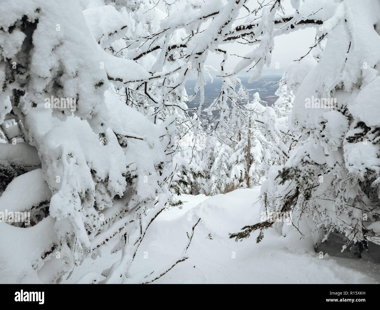 Fresh snow covers alpine trees Stock Photo - Alamy