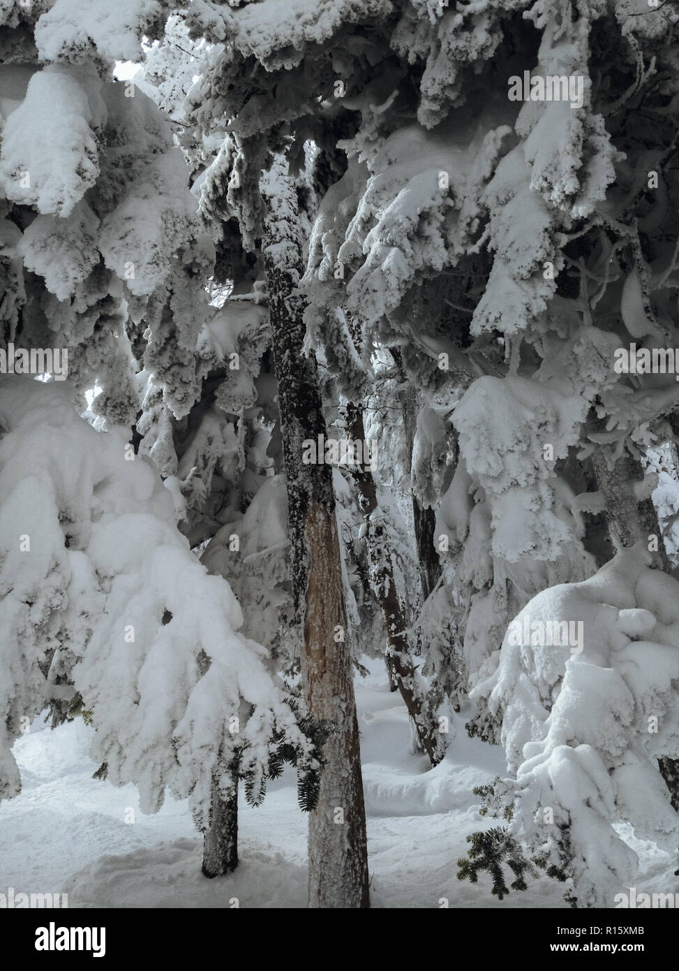 Fresh snow covers alpine trees Stock Photo - Alamy