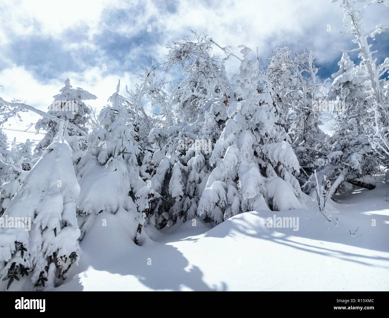 Fresh snow covers alpine trees Stock Photo - Alamy