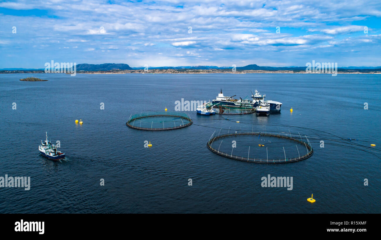 Salmon fish farm in fjord. Norway, Bergen Stock Photo - Alamy