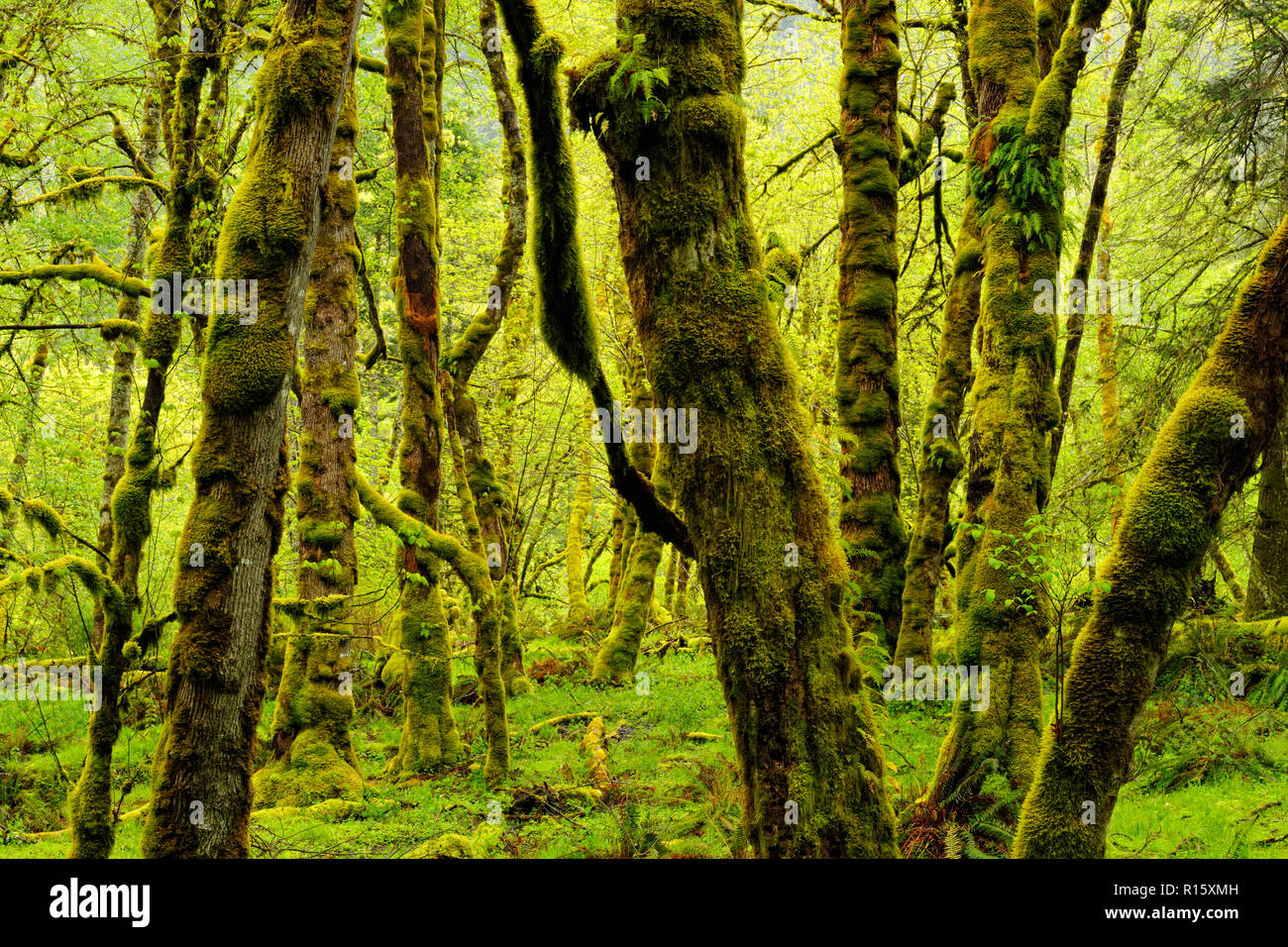 Native plants of olympic national park hi-res stock photography and ...