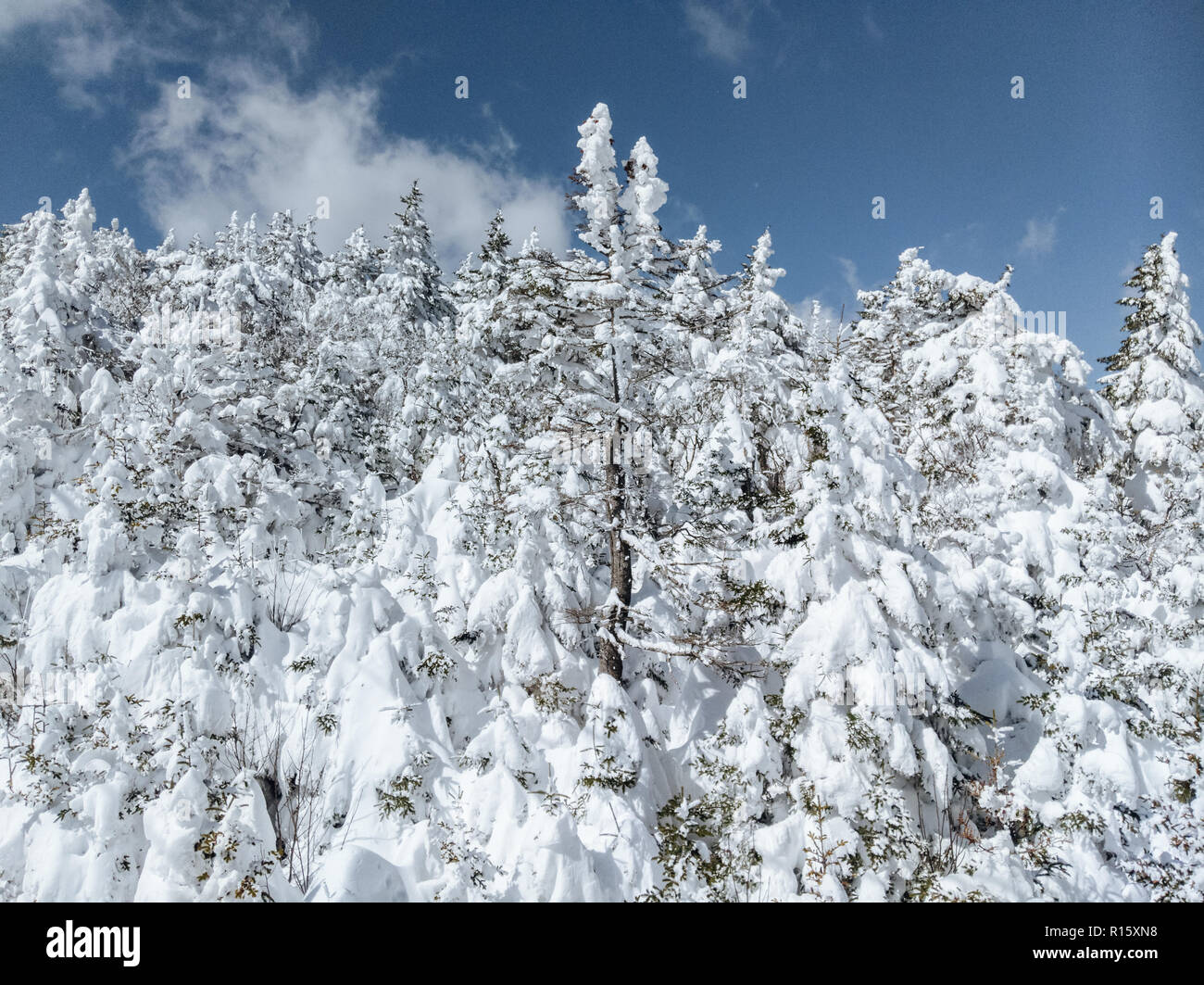 Fresh snow covers alpine trees Stock Photo - Alamy