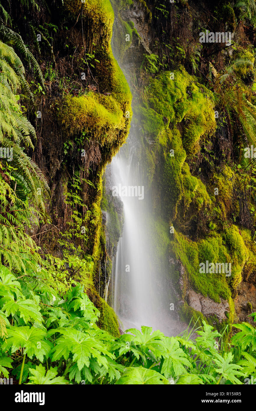 Spring cascade along the Hwy 101 near Lake Crescent, Olympic National ...