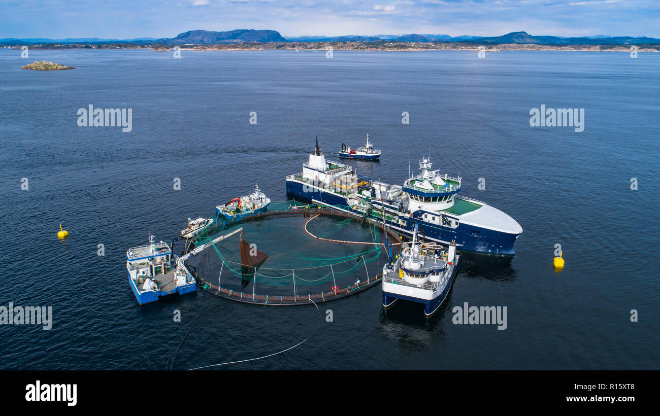 Norwegian fjord trout hi-res stock photography and images - Alamy