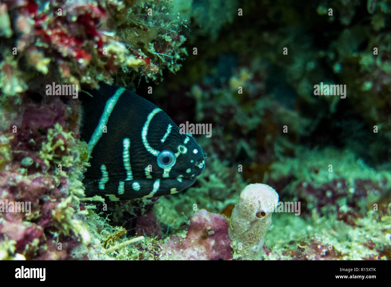 Zebra Moray Eel hiding in coral reef - Kapalai, Borneo, Sabah, Malaysia ...