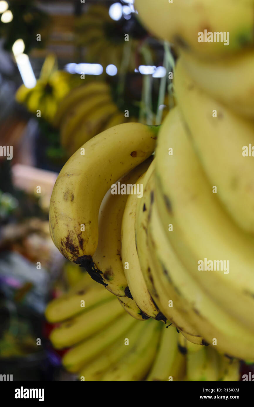 A lot of banana bundles hanging in local fruit market in Indonesia ...