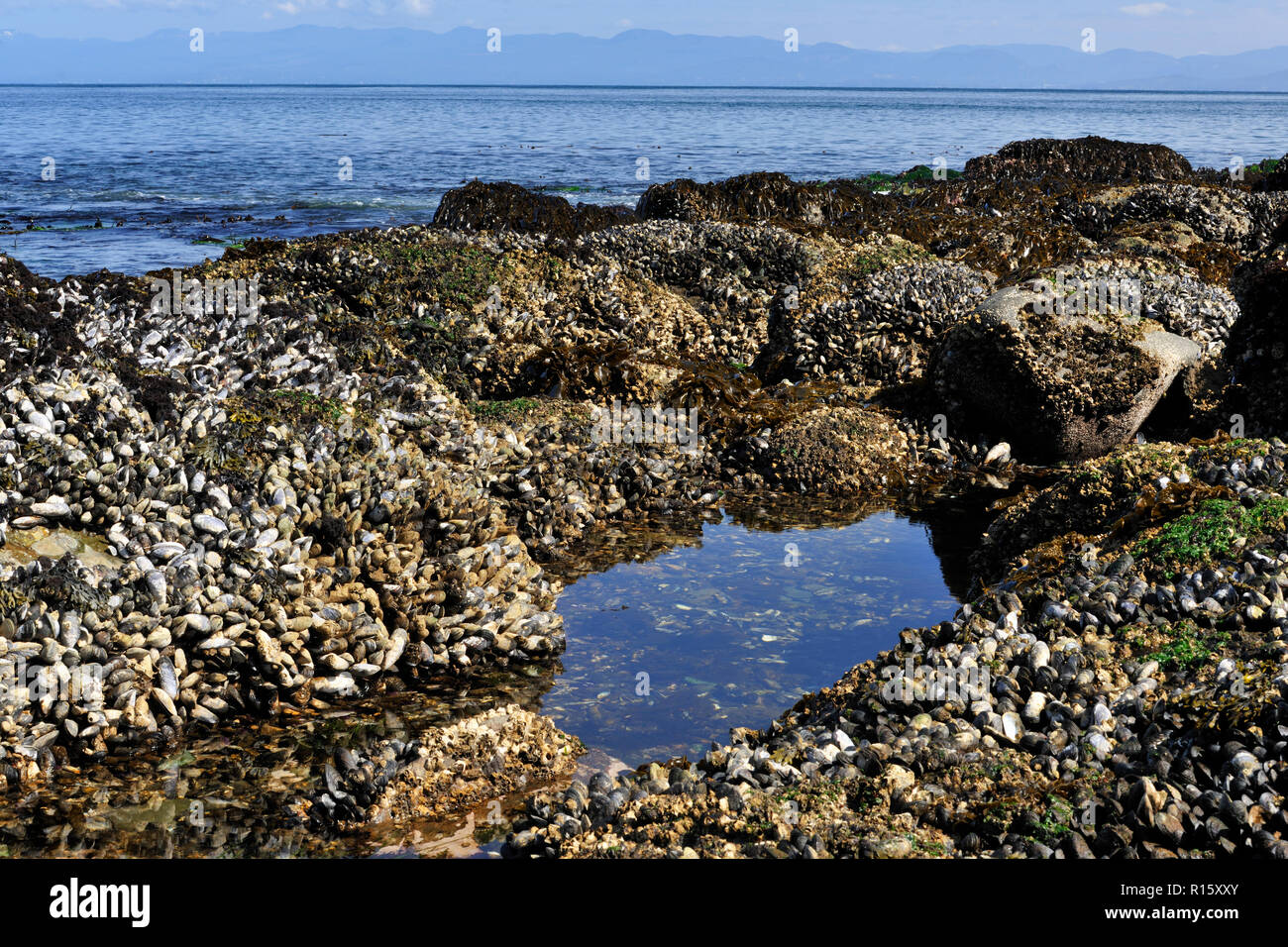 Mussel colonies at Tongue Point at low tide, Salt Creek Municipal Park ...