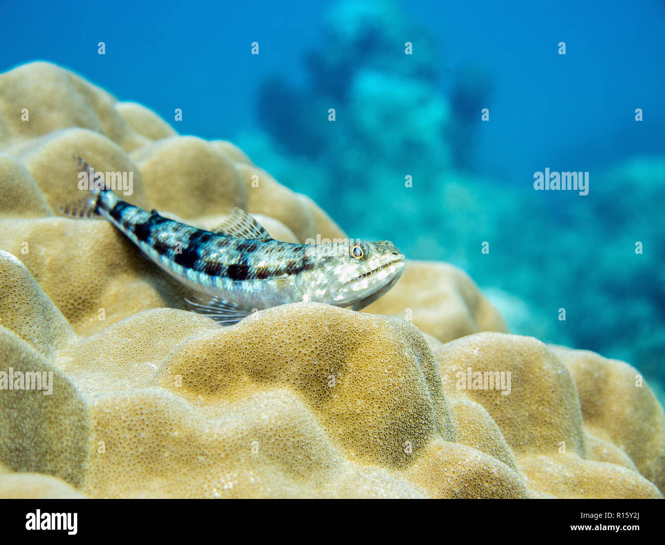 Lizardfish Showing Teeth - Resting on Corals in Perhentian Islands ...