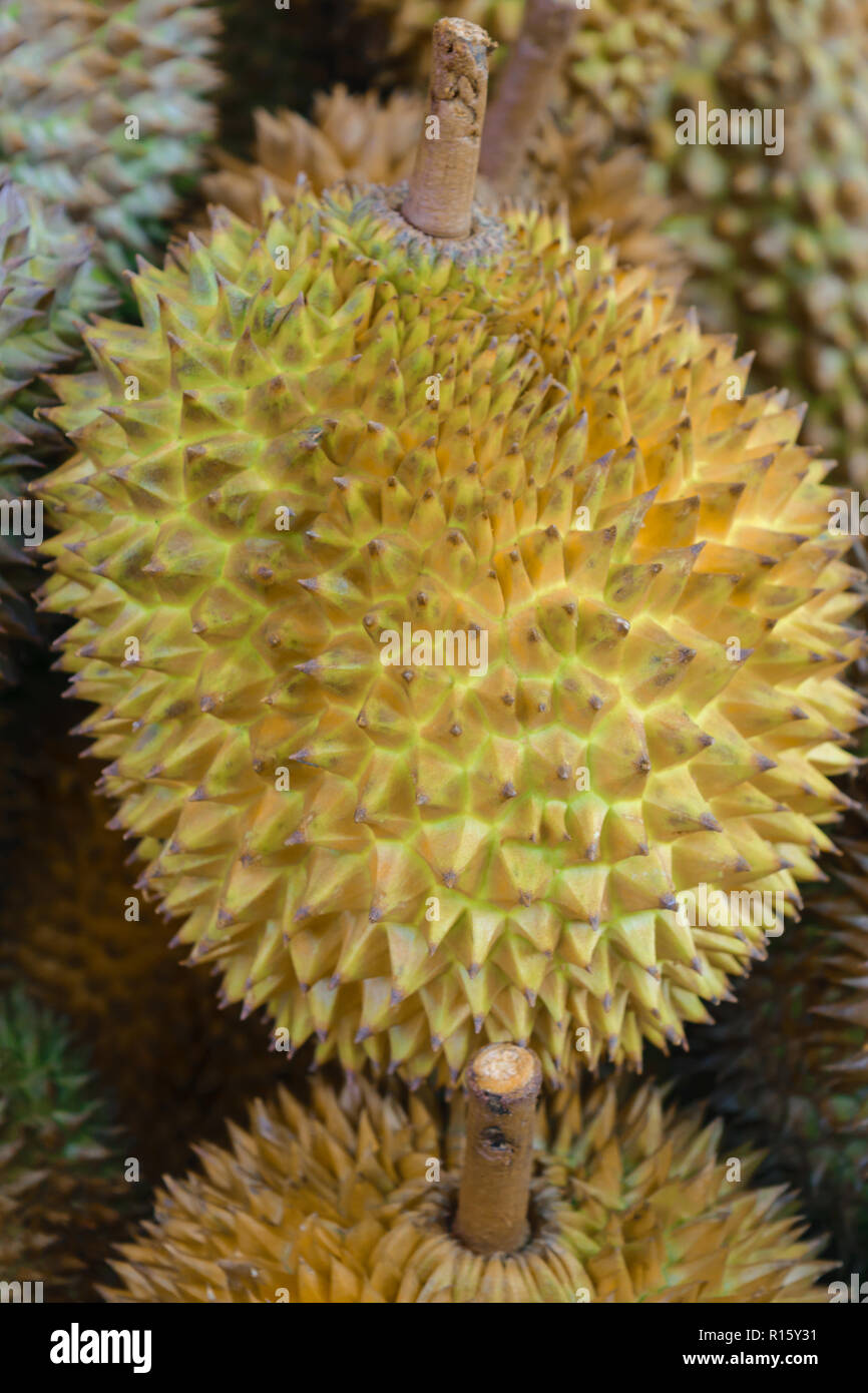 Background surface of spiky durian fruits Stock Photo - Alamy