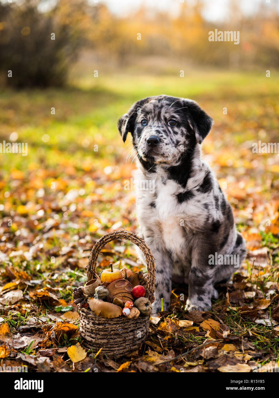Labrador puppy dog with different color eyes in autumn background Stock ...
