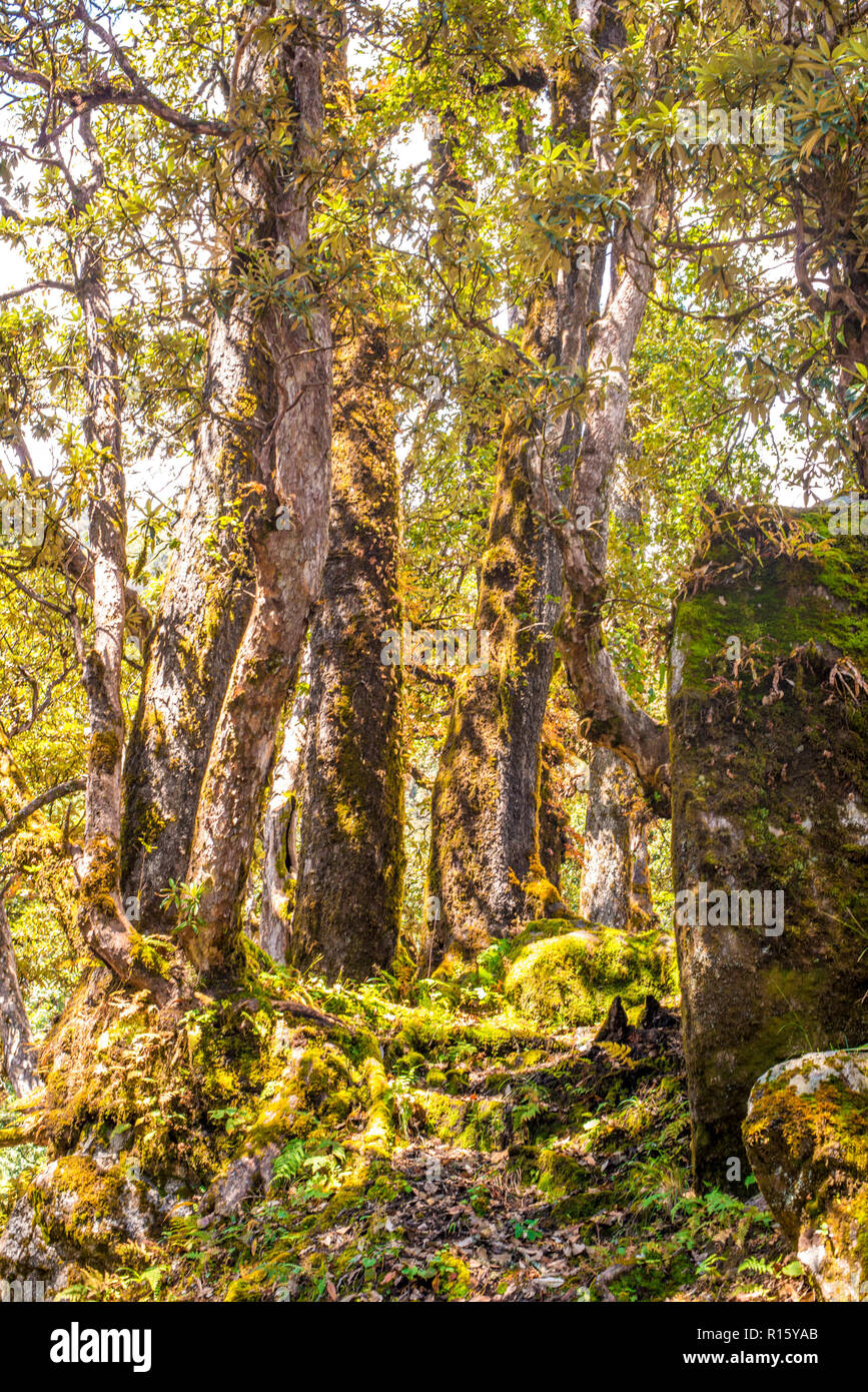 Forest Landscape of Khaliya Top Trek in Munsyari, Uttrakhand, India ...
