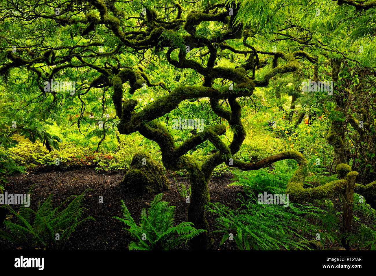 Butchart Gardens- Cedar trees in the Japanese Garden, Victoria, BC ...