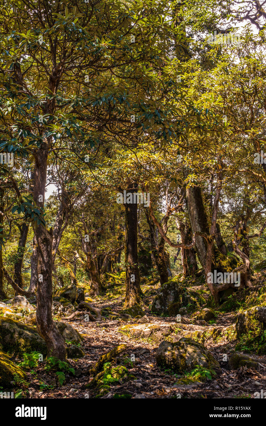 Forest Landscape of Khaliya Top Trek in Munsyari, Uttrakhand, India ...