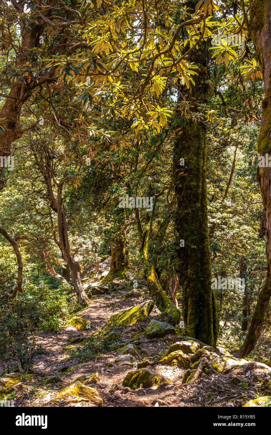 Forest Landscape of Khaliya Top Trek in Munsyari, Uttrakhand, India ...