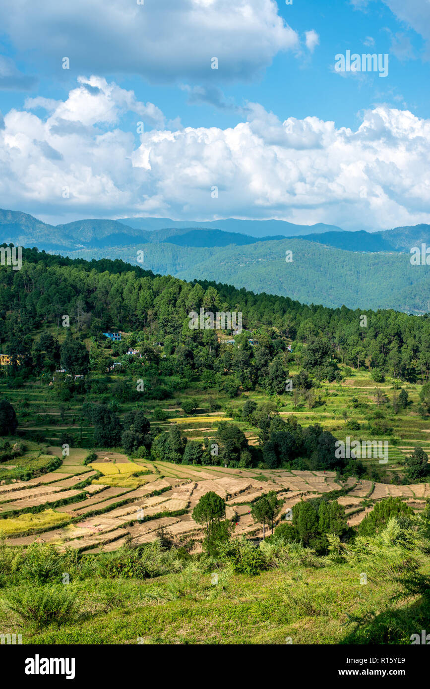 Stepping Fields in Bageswar - Himalaya Stock Photo - Alamy