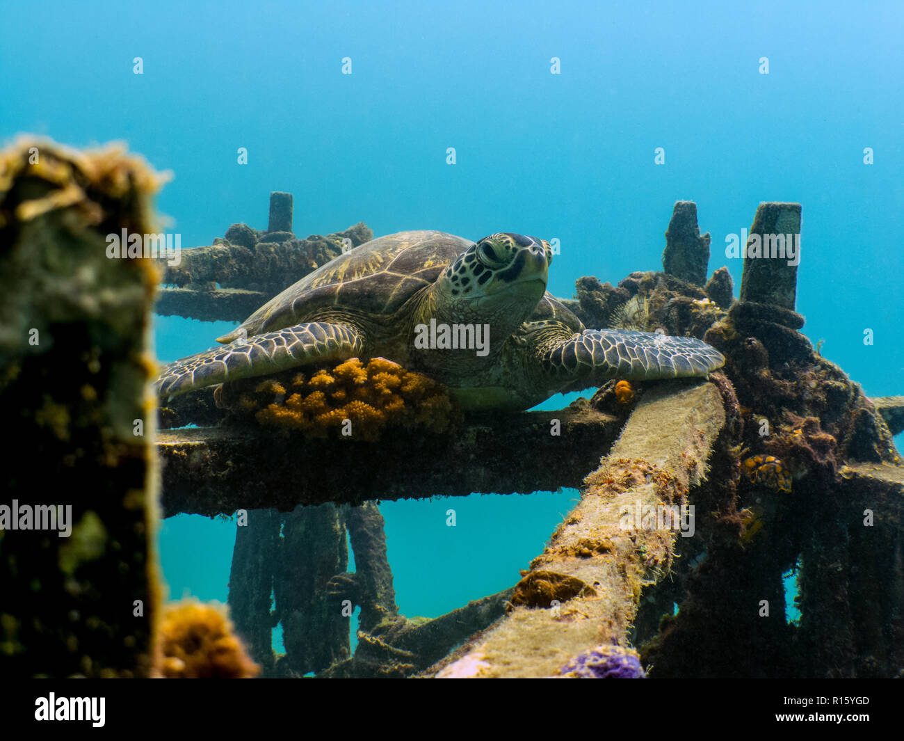 Turtle ship hi-res stock photography and images - Alamy